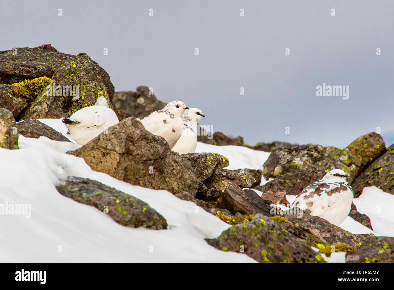 Rock ptarmigan, Snow chicken (Lagopus mutus), four rock ptarmigans ...