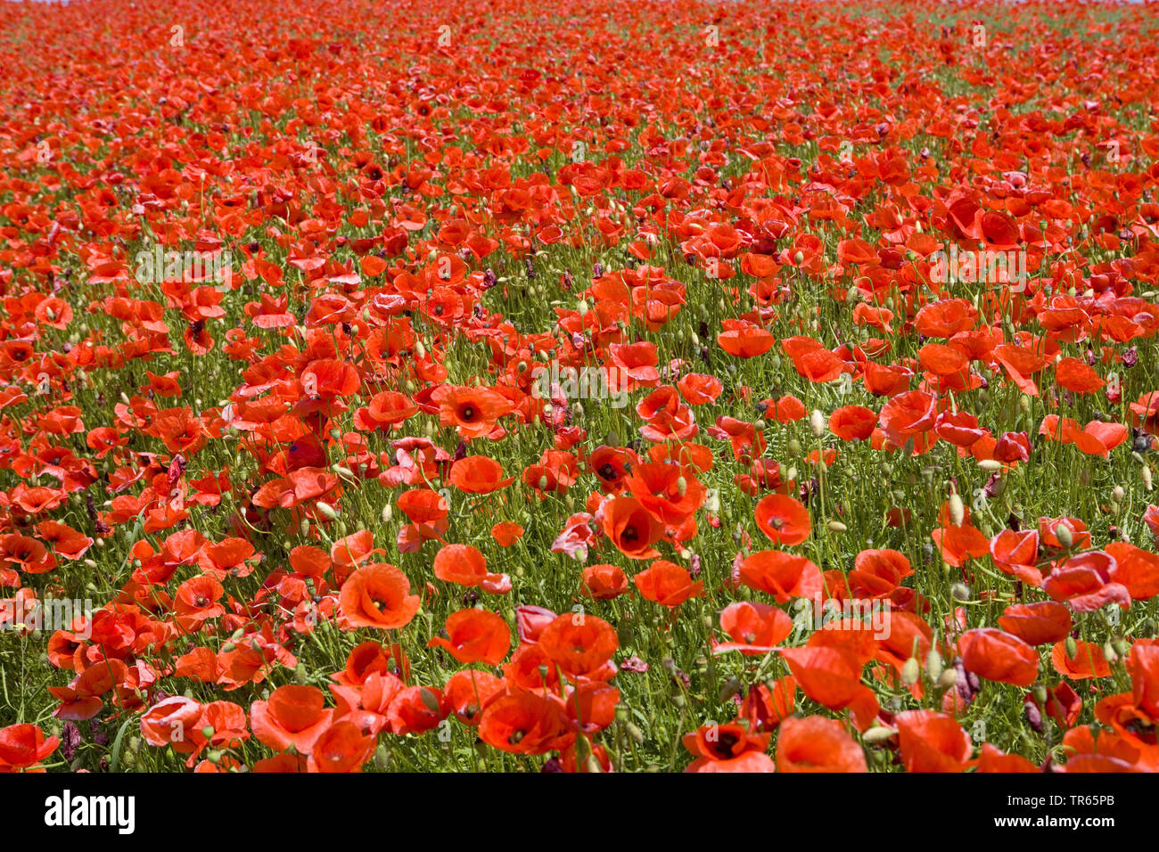 Common poppy, Corn poppy, Red poppy (Papaver rhoeas), poppy field ...