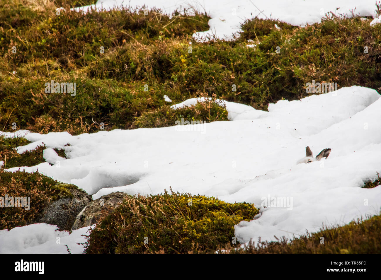 Scottish blue hare, mountain hare, white hare, Eurasian Arctic hare ...