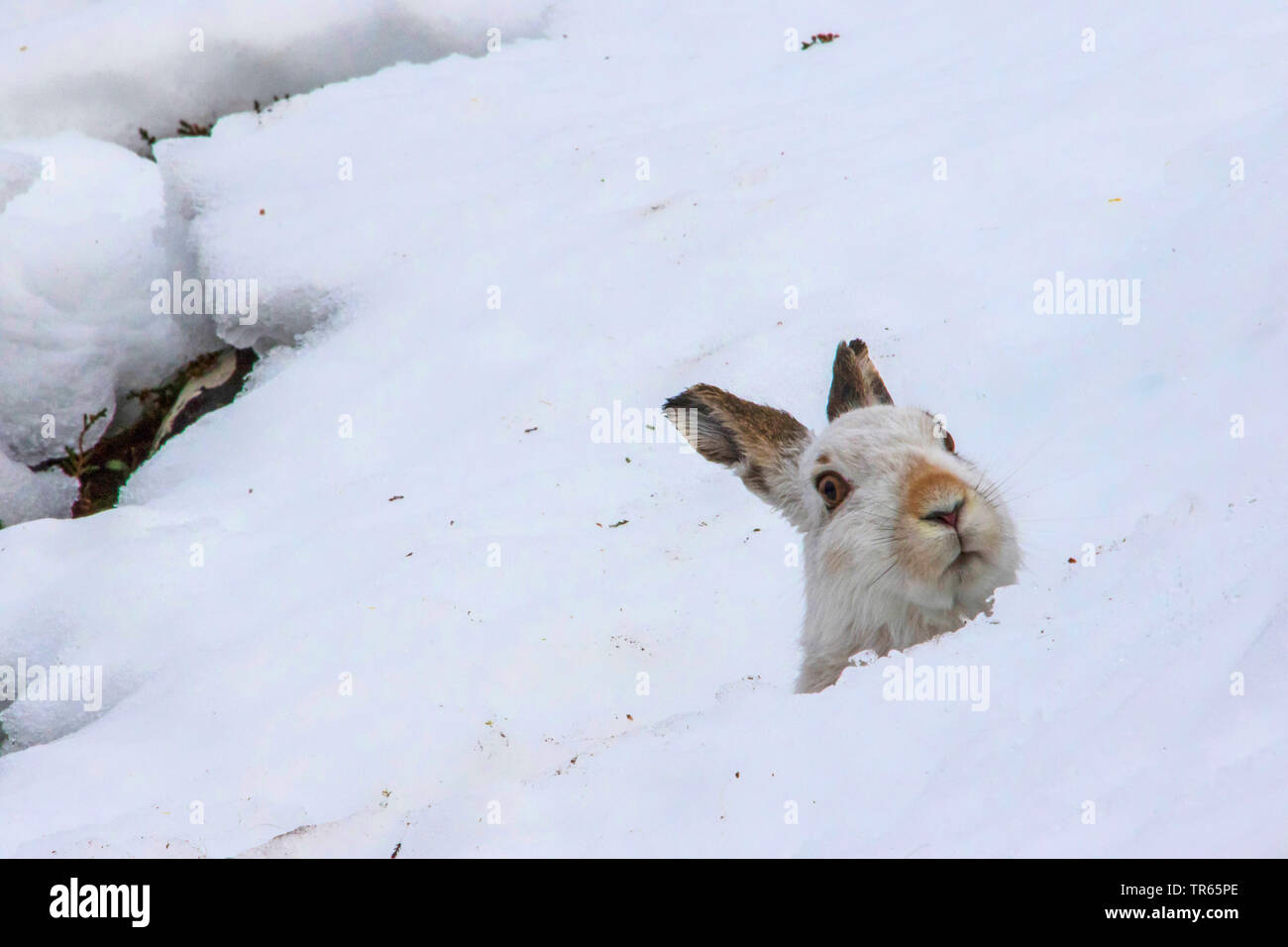 Scottish blue hare, mountain hare, white hare, Eurasian Arctic hare ...