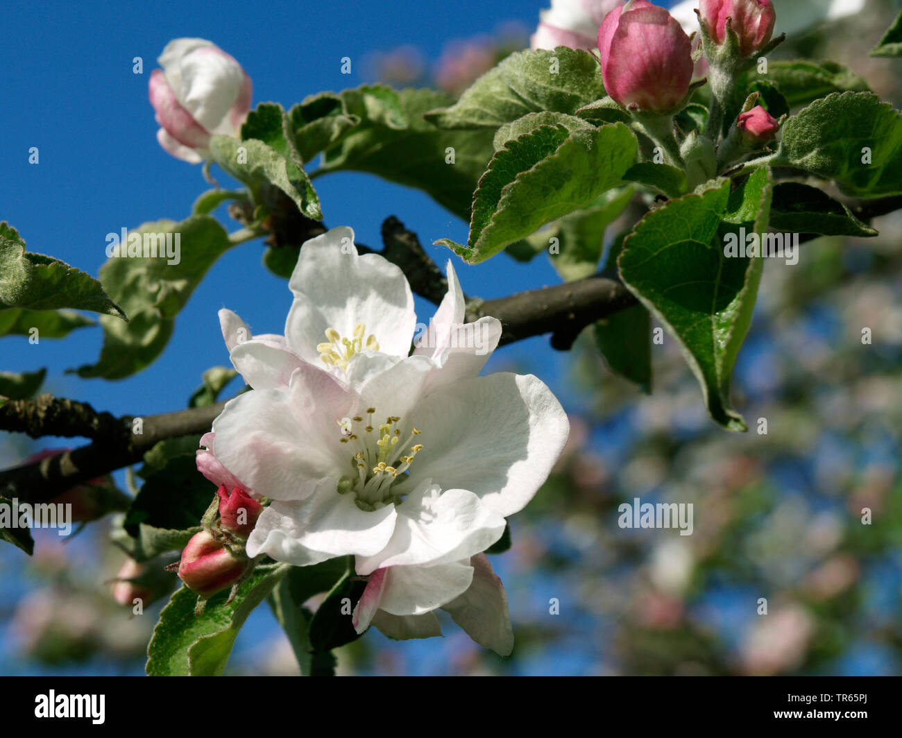 apple tree (Malus domestica), apple flower, Germany Stock Photo - Alamy