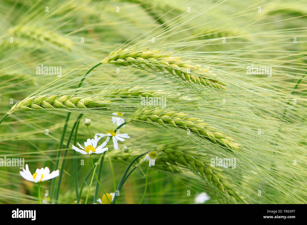 Barley grass weed hi-res stock photography and images - Alamy