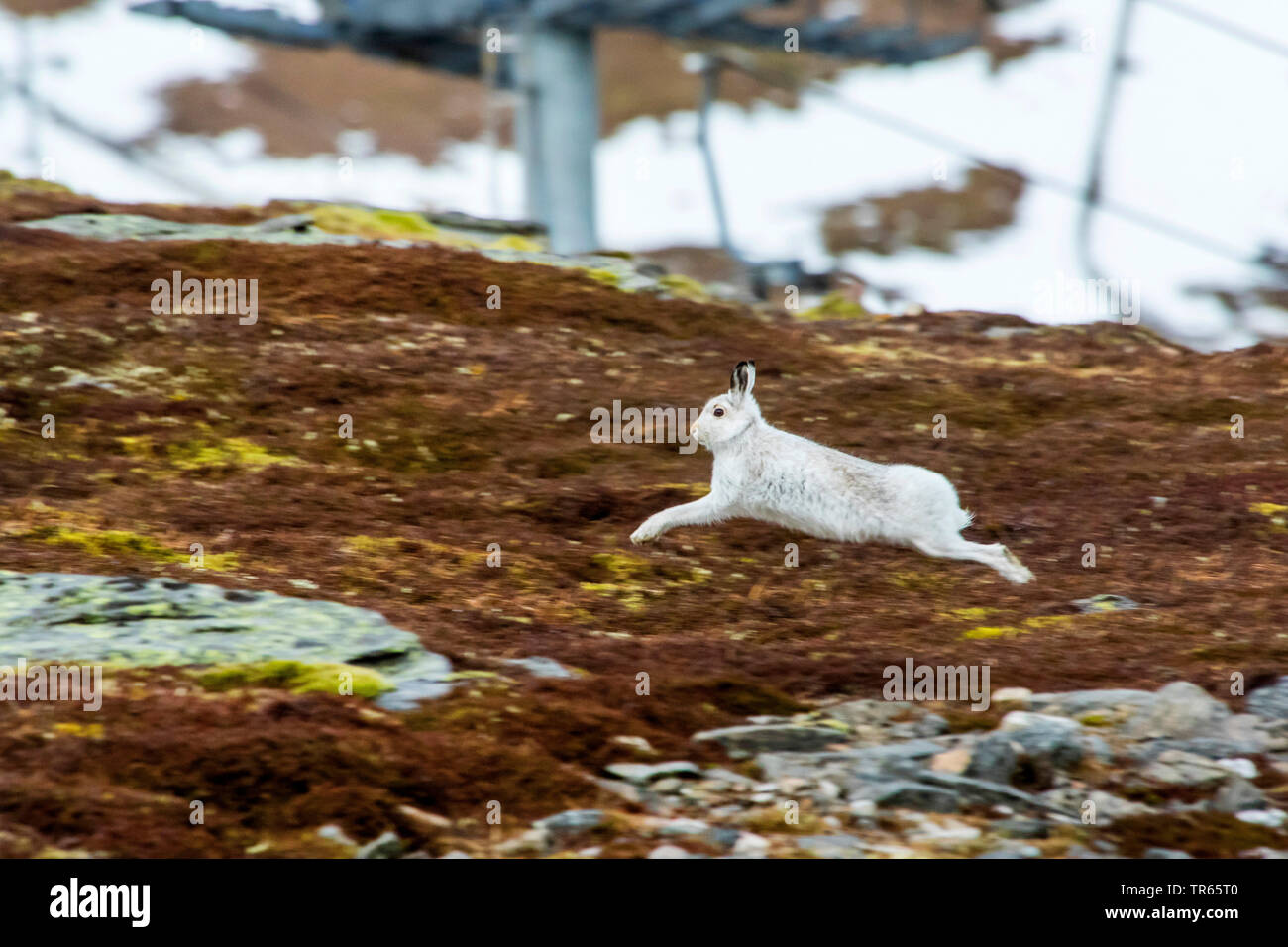 Scottish blue hare, mountain hare, white hare, Eurasian Arctic hare ...