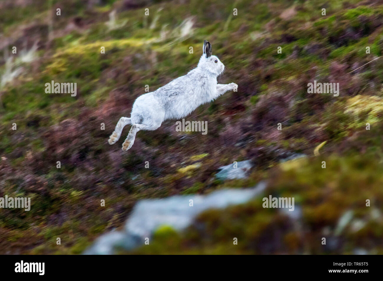 British wildlife action hare hi-res stock photography and images - Alamy
