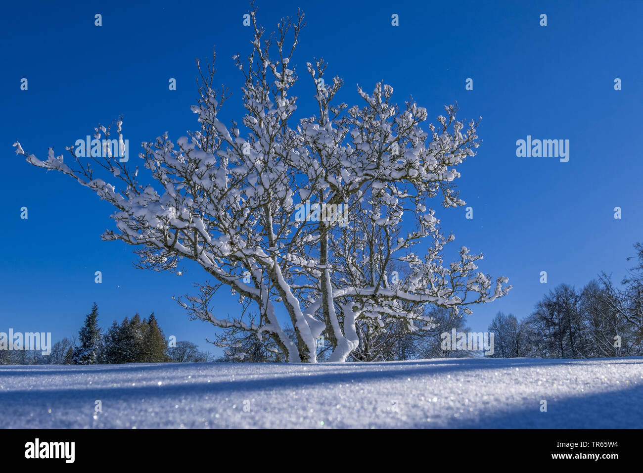 Tree in snowy meadows hi-res stock photography and images - Alamy