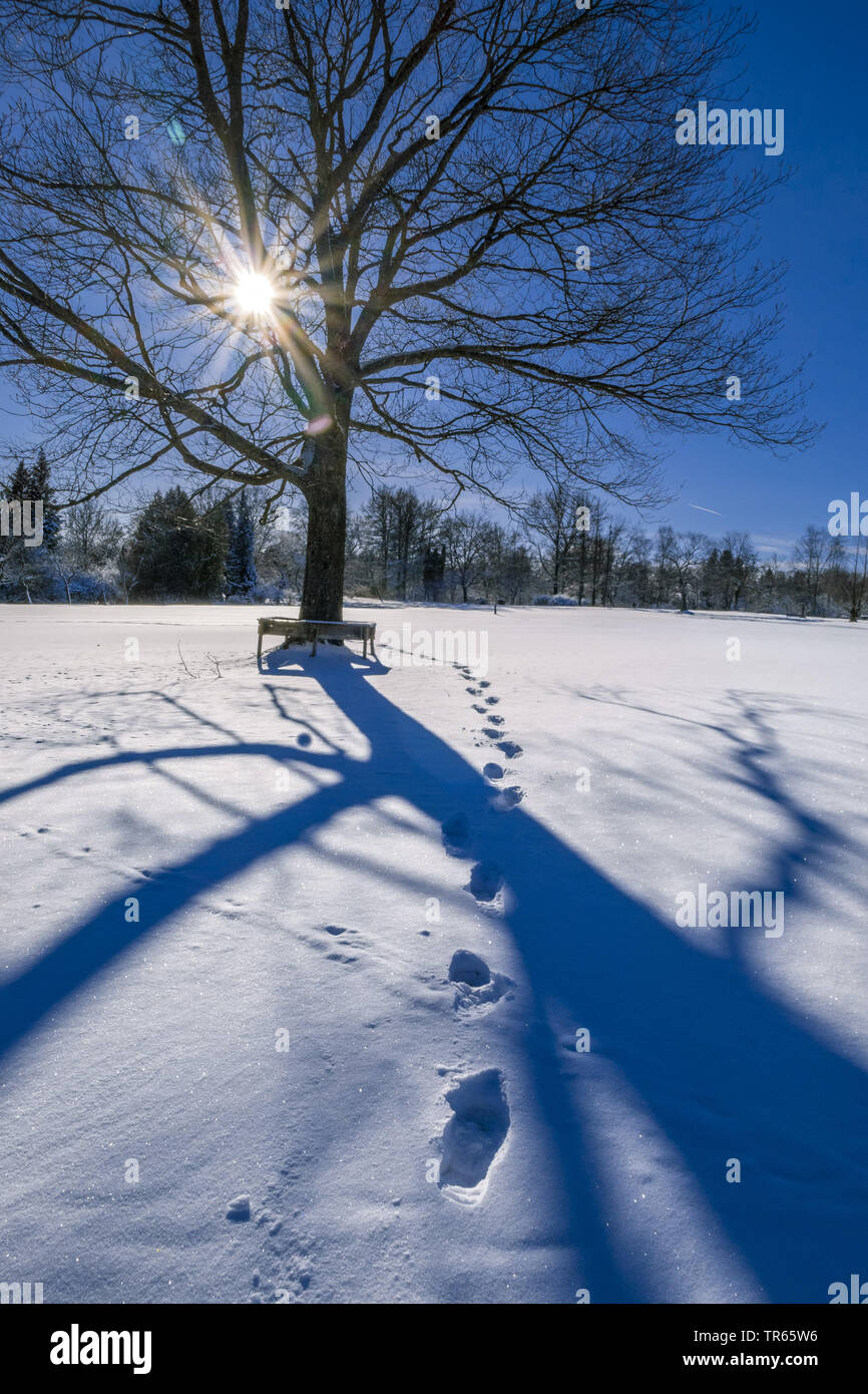 winter landscape with tree, Germany, Bavaria Stock Photo - Alamy