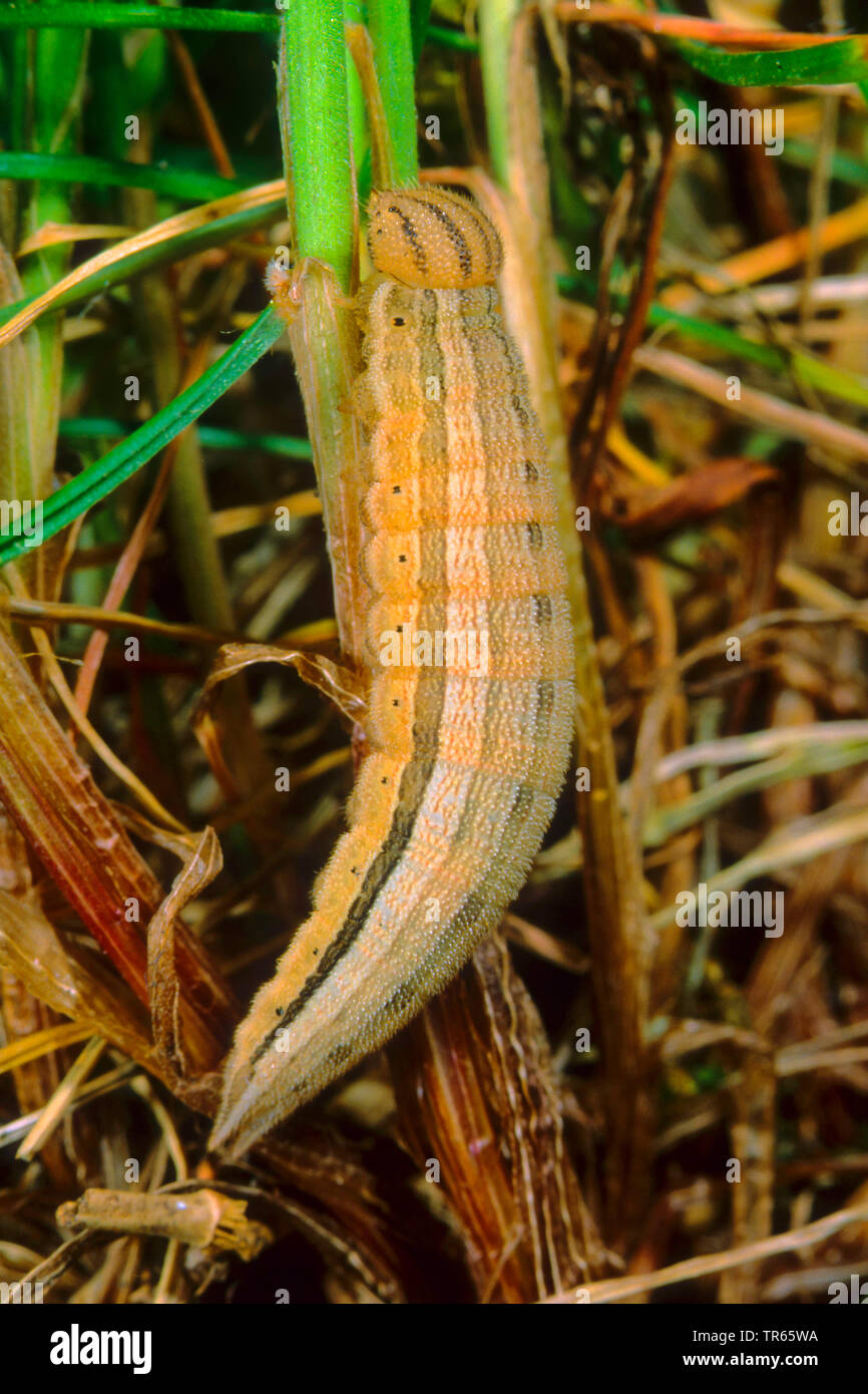 dryad (Minois dryas, Satyrus dryas), caterpillar on grass, Germany ...
