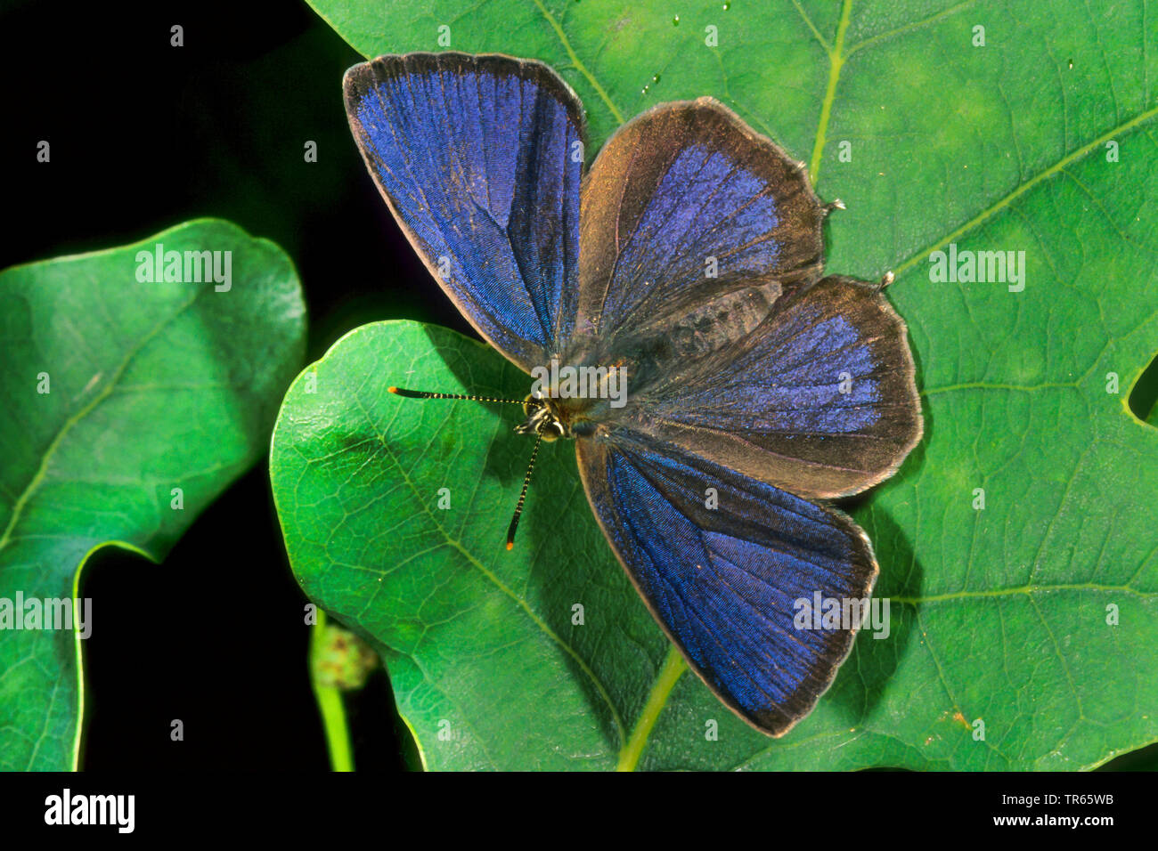 Purple Hairstreak (Favonius quercus, Neozephyrus quercus, Quercusia ...