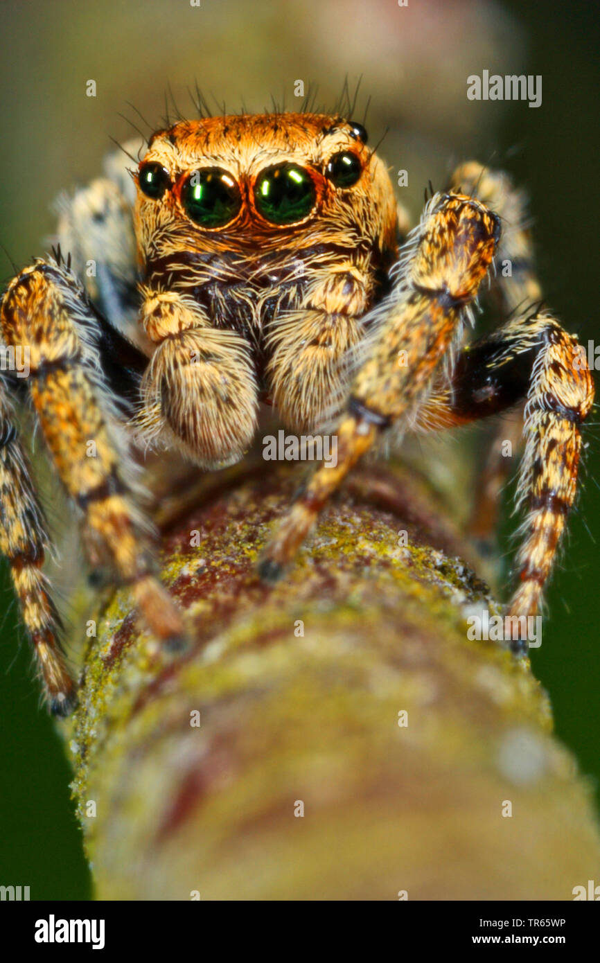Jumping spider (Evarcha falcata), sitting on a branch, Germany Stock ...