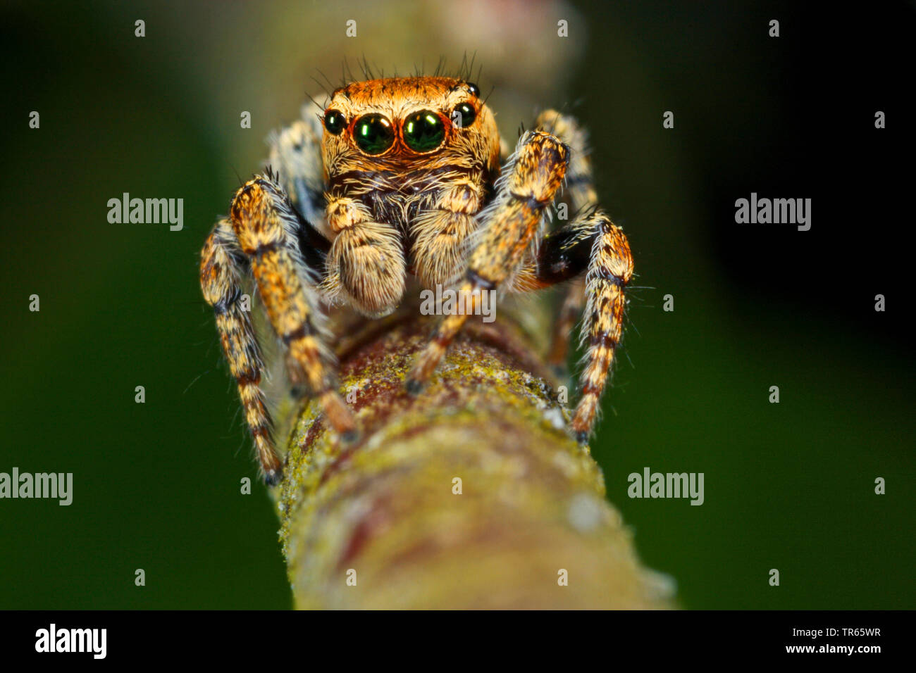 Jumping spider (Evarcha falcata), sitting on a branch, Germany Stock ...