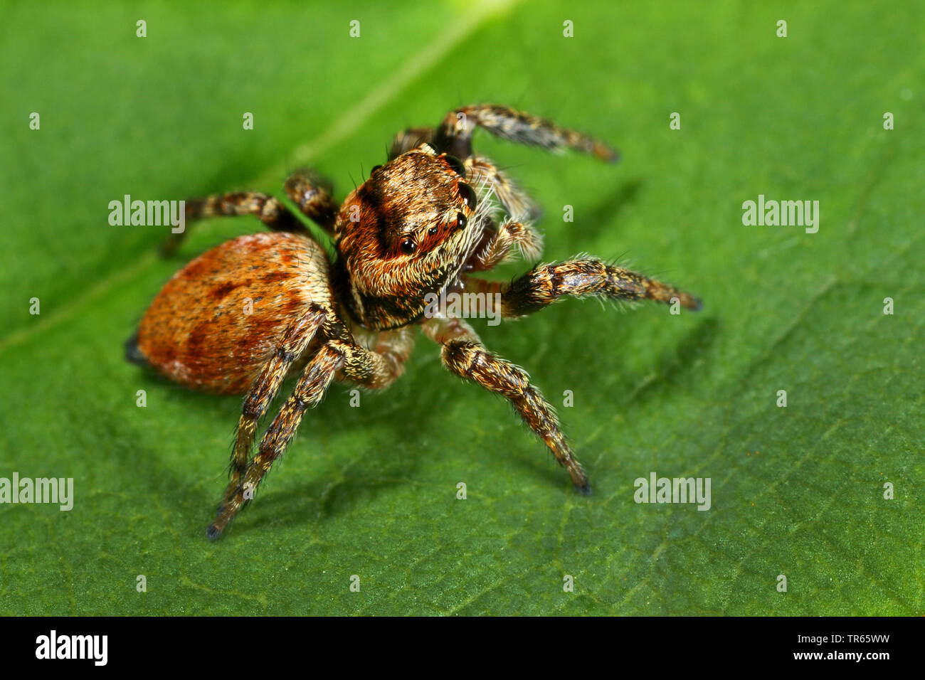 Jumping spider (Evarcha falcata), sitting on a leaf, Germany Stock ...