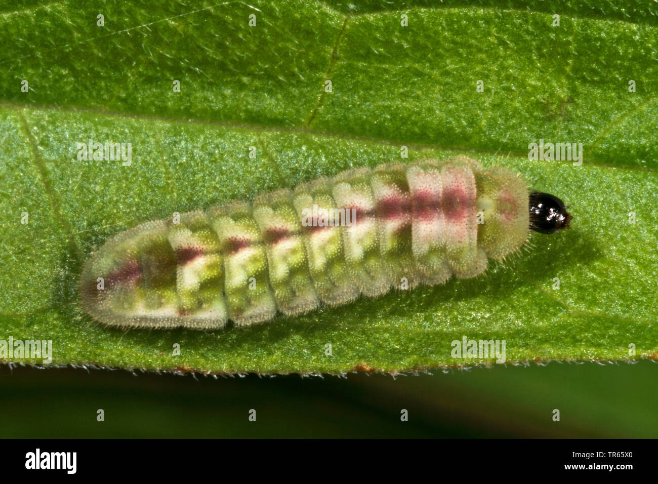 Blue caterpillar hi-res stock photography and images - Alamy