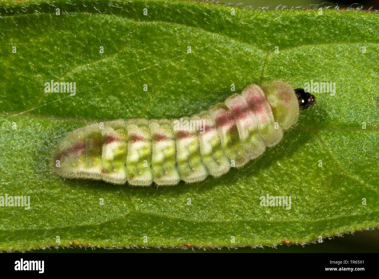 Holly blue caterpillar hi-res stock photography and images - Alamy