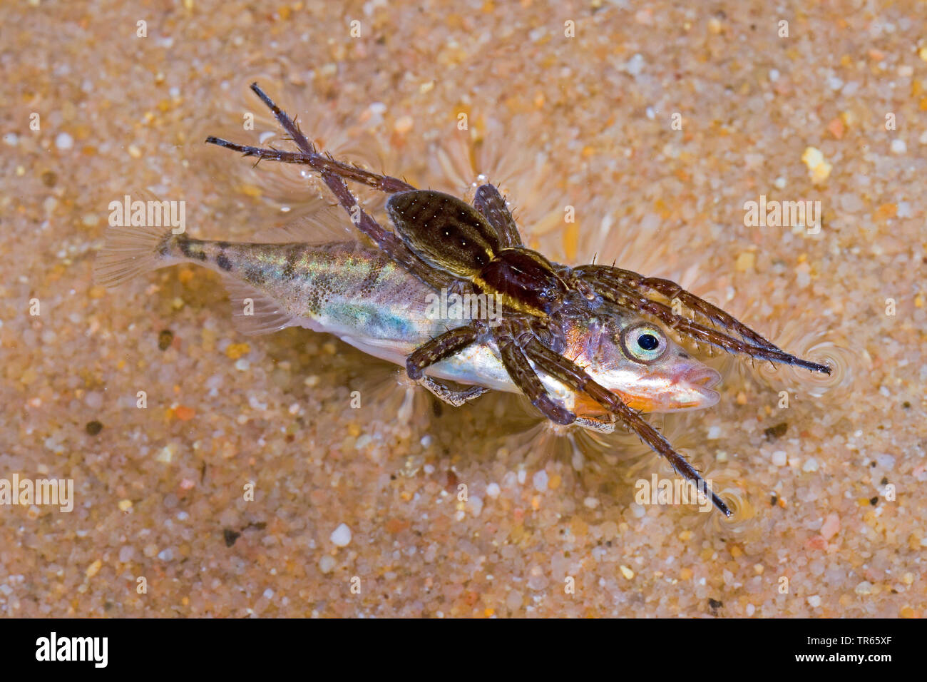 Dolomedes fimbriatus fish hi-res stock photography and images - Alamy