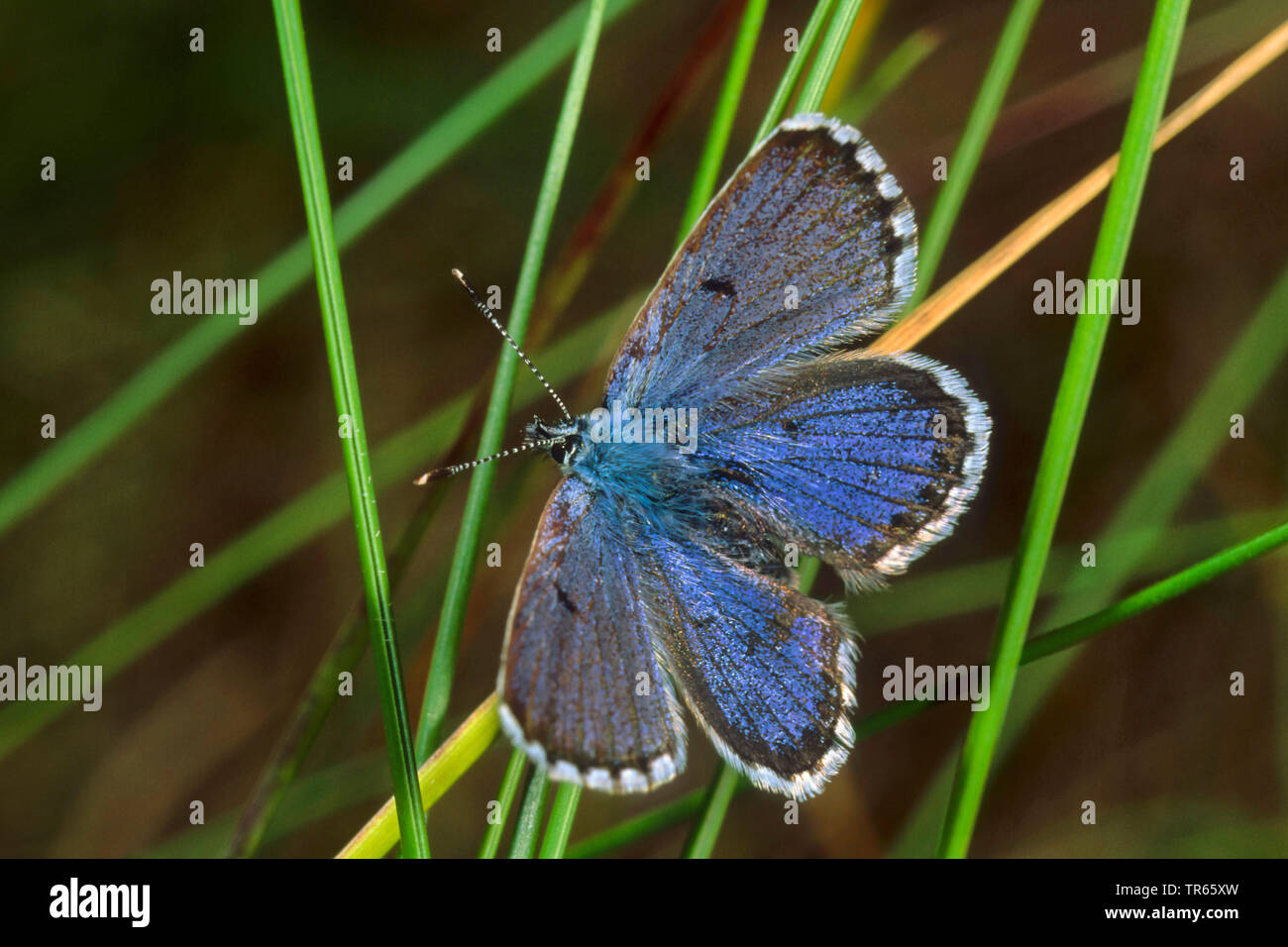 baton blue (Philotes baton, Pseudophilotes baton, Lycaena baton ...