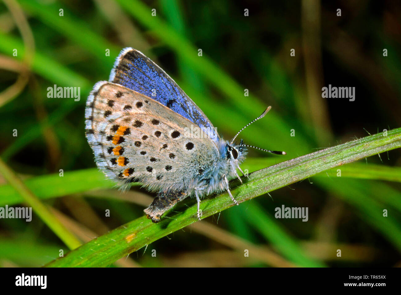 baton blue (Philotes baton, Pseudophilotes baton, Lycaena baton ...