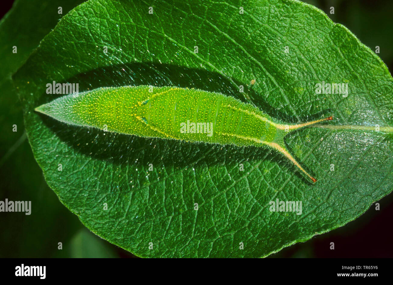 Purple emperor caterpillar larvae hi-res stock photography and images ...