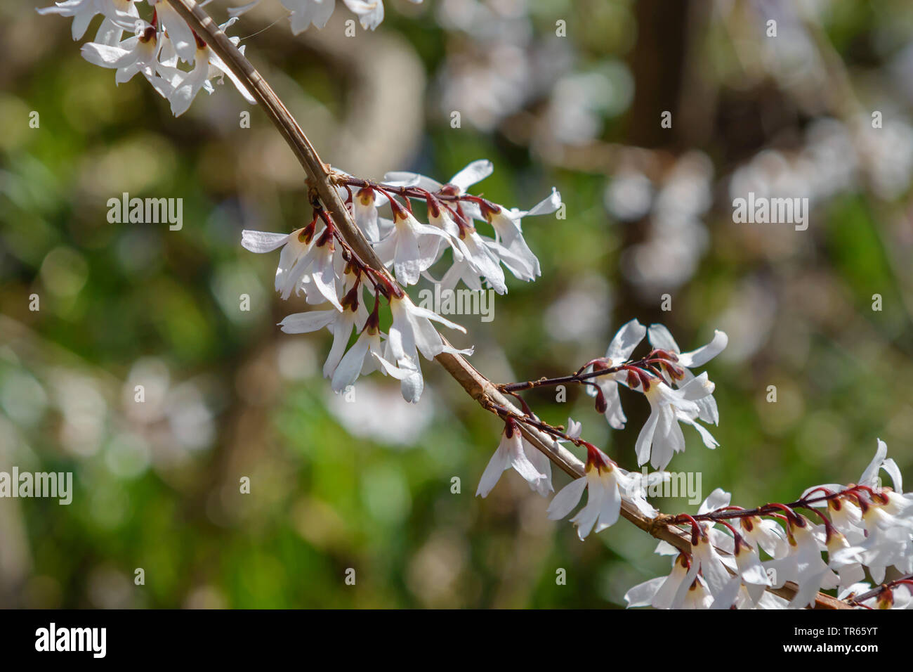 Forsythia hi-res stock photography and images - Alamy