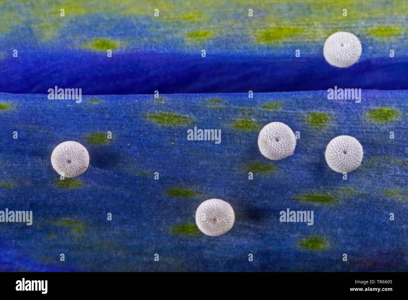 Alcon butterfly hi-res stock photography and images - Alamy