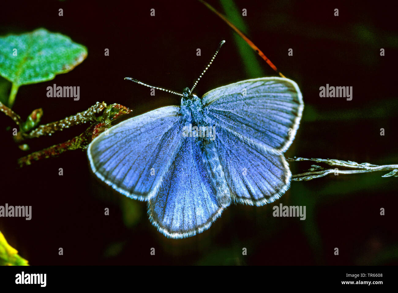 Alcon blue, Alcon large blue (Phengaris alcon, Maculinea alcon ...