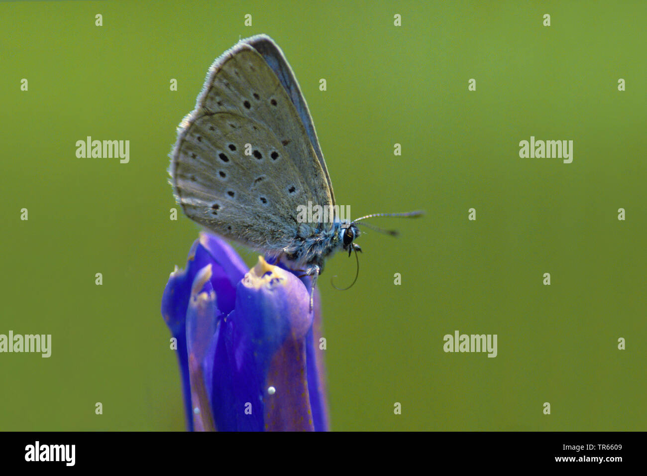 Alcon blue, Alcon large blue (Phengaris alcon, Maculinea alcon ...