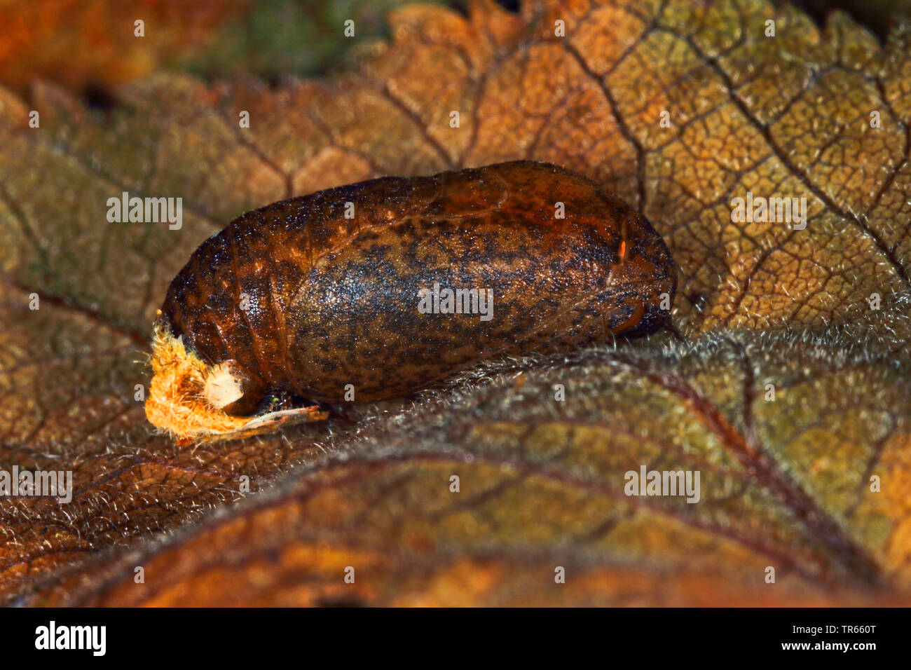 Pupa at a leaf hi-res stock photography and images - Alamy