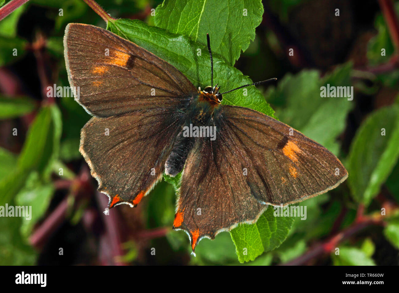 Male brown hairstreak hi-res stock photography and images - Alamy