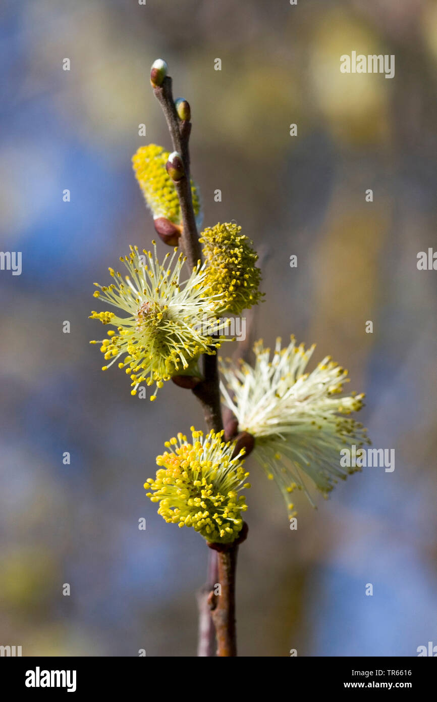 eared willow (Salix aurita), blooming male catkins, Germany Stock Photo ...
