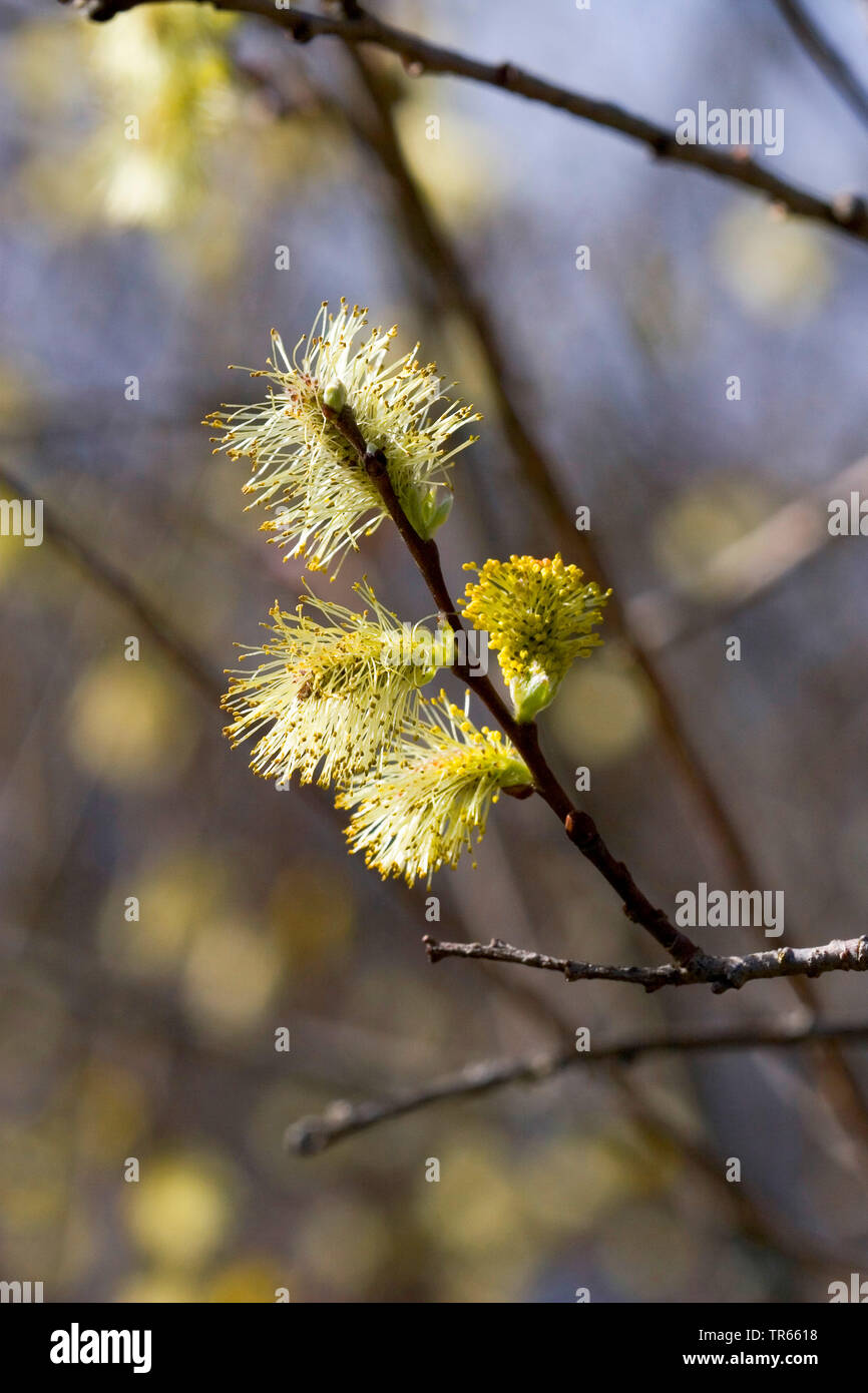 eared willow (Salix aurita), blooming male catkins, Germany Stock Photo ...