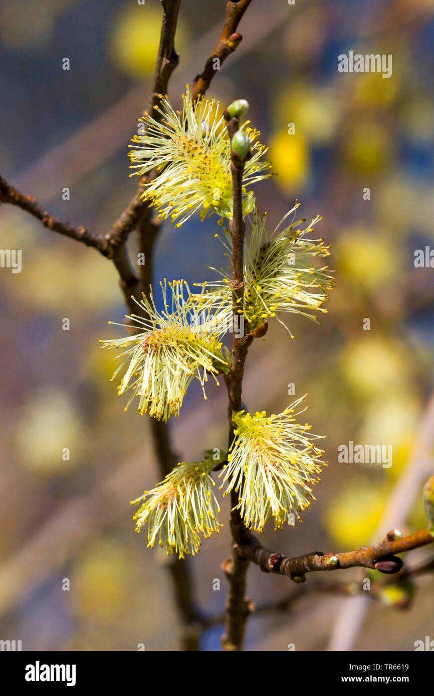 eared willow (Salix aurita), blooming male catkins, Germany Stock Photo ...