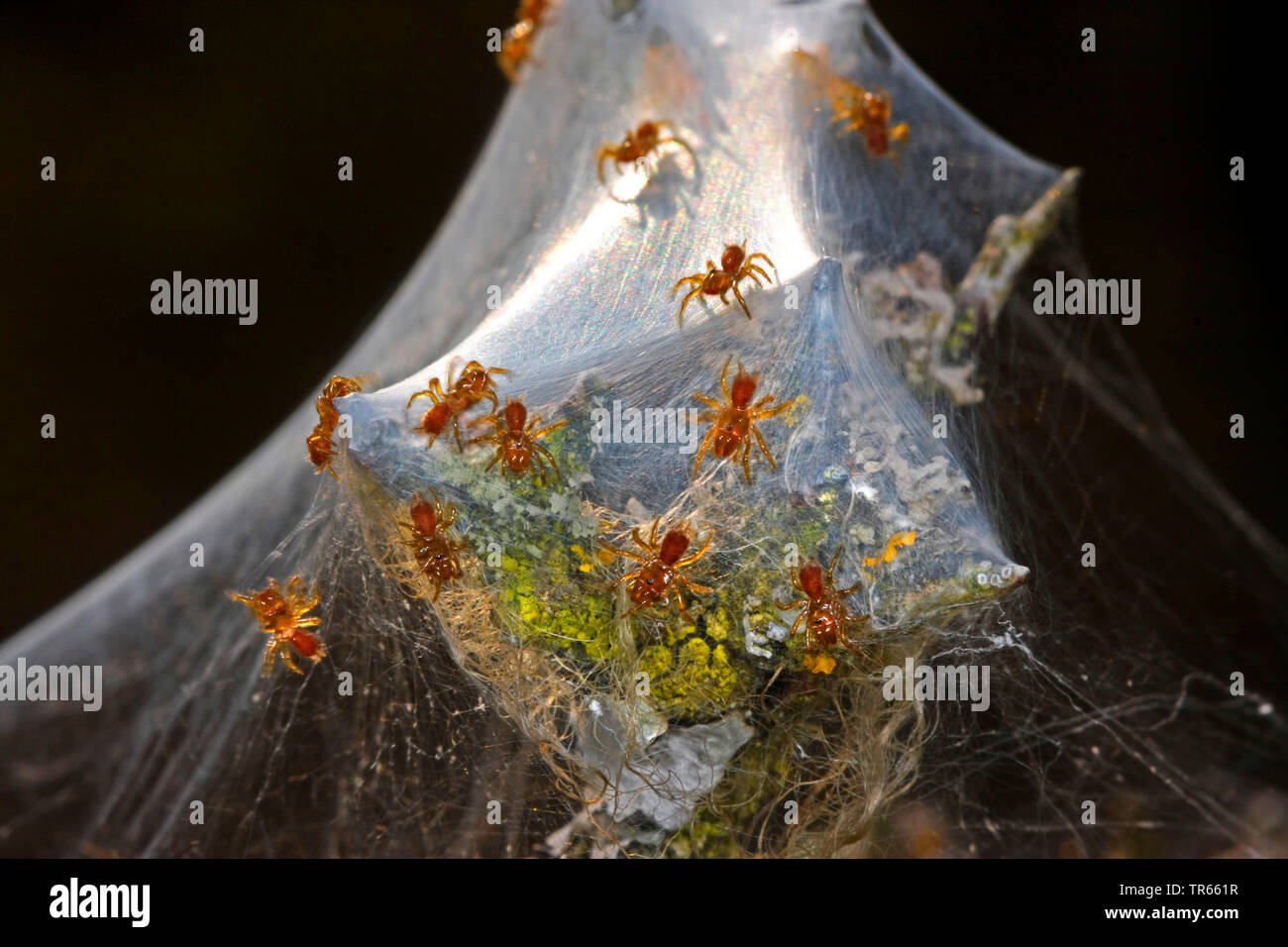 mygalomorph spider (Atypus piceus), young spiders at a gossamer ...
