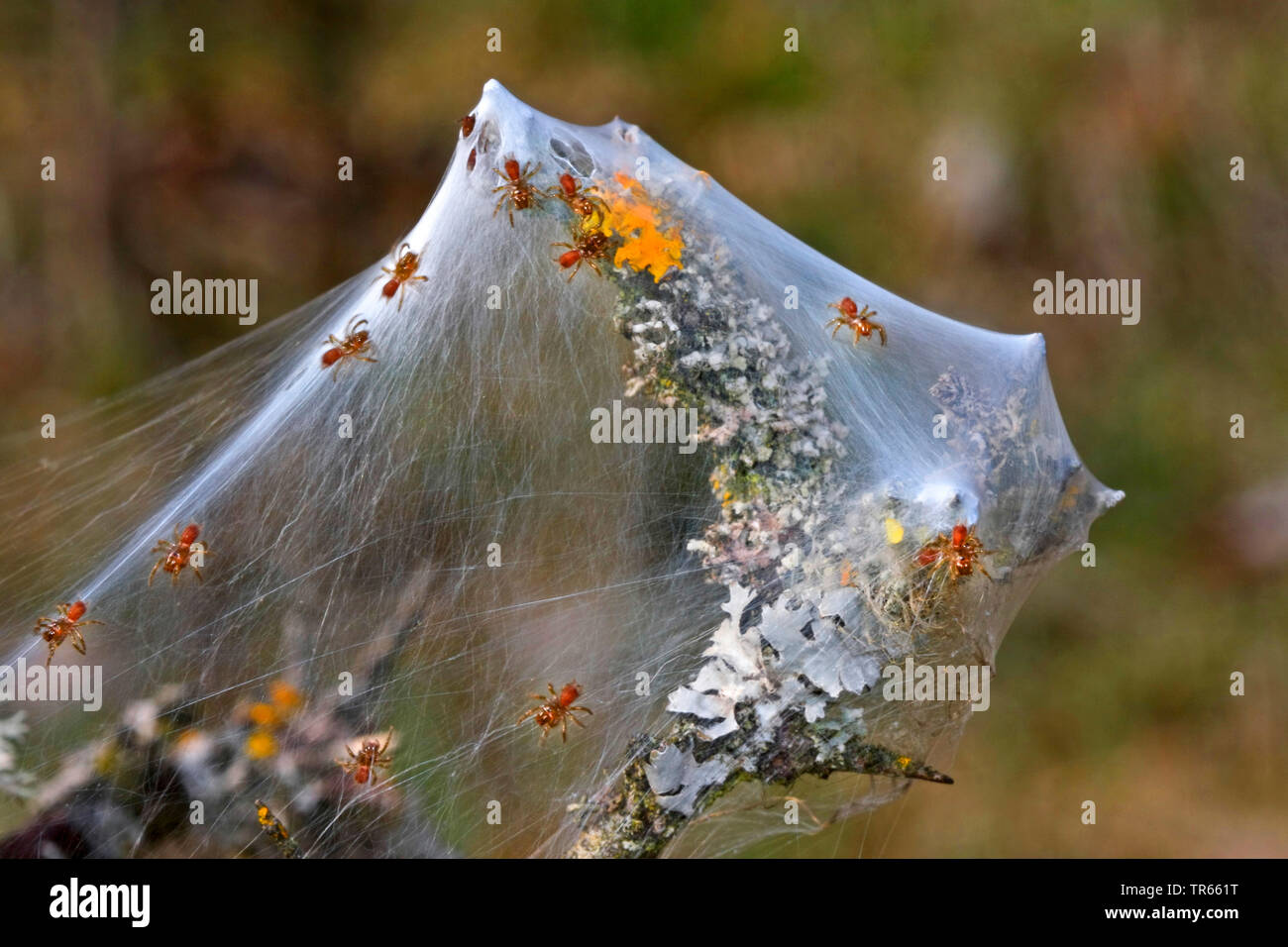 mygalomorph spider (Atypus piceus), young spiders at a gossamer ...