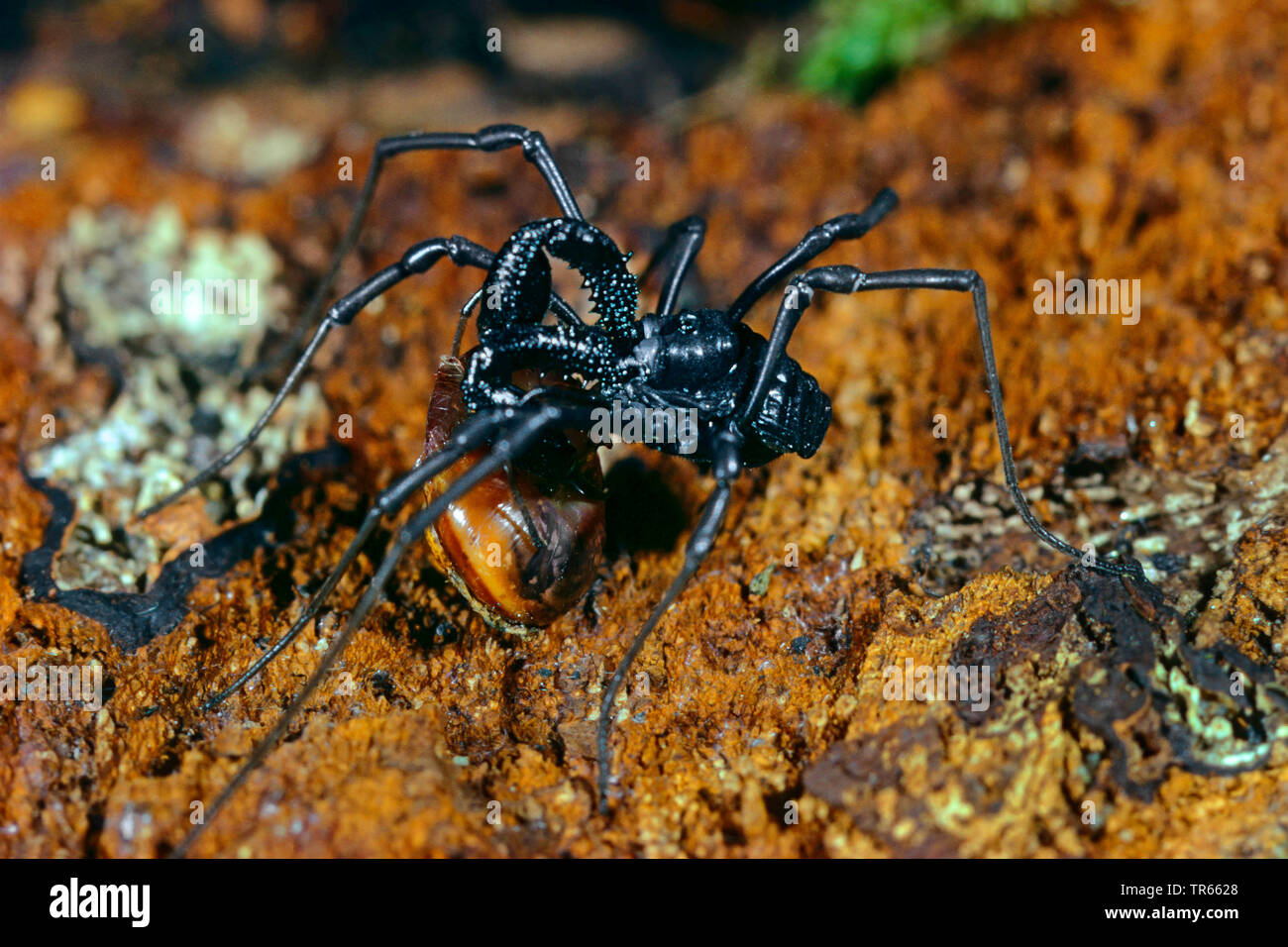 Spiders snails hi-res stock photography and images - Alamy