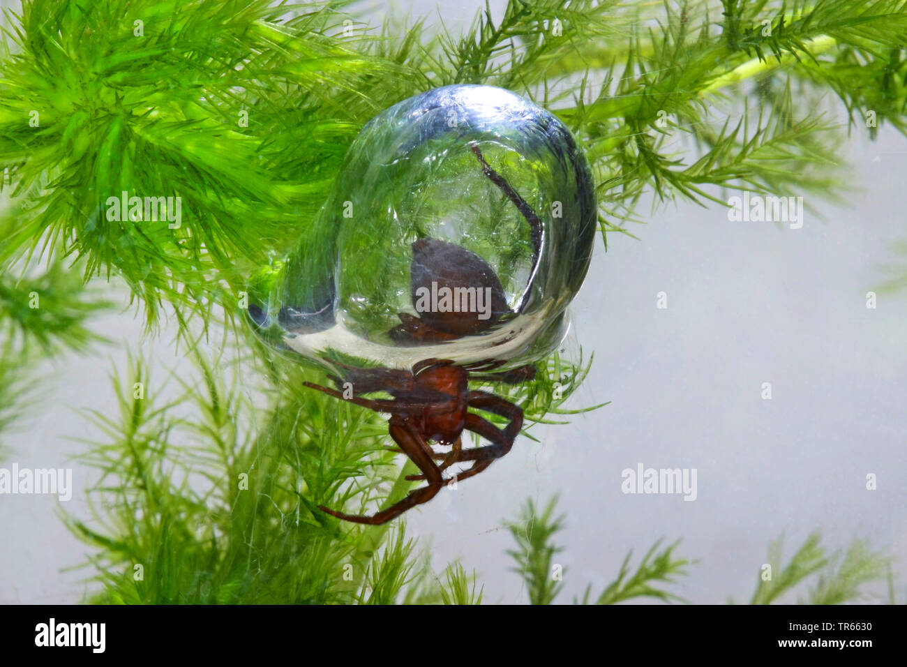 European water spider (Argyroneta aquatica), with diving bell, air ...