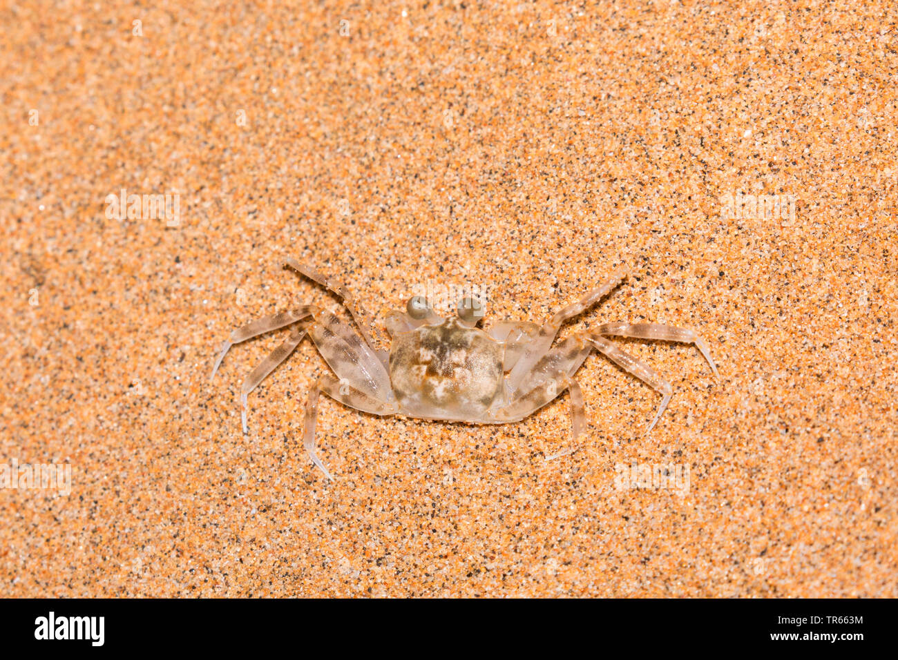 Fauna on the beach hi-res stock photography and images - Alamy