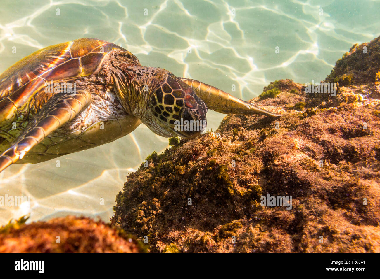 Turtle meat hi-res stock photography and images - Alamy