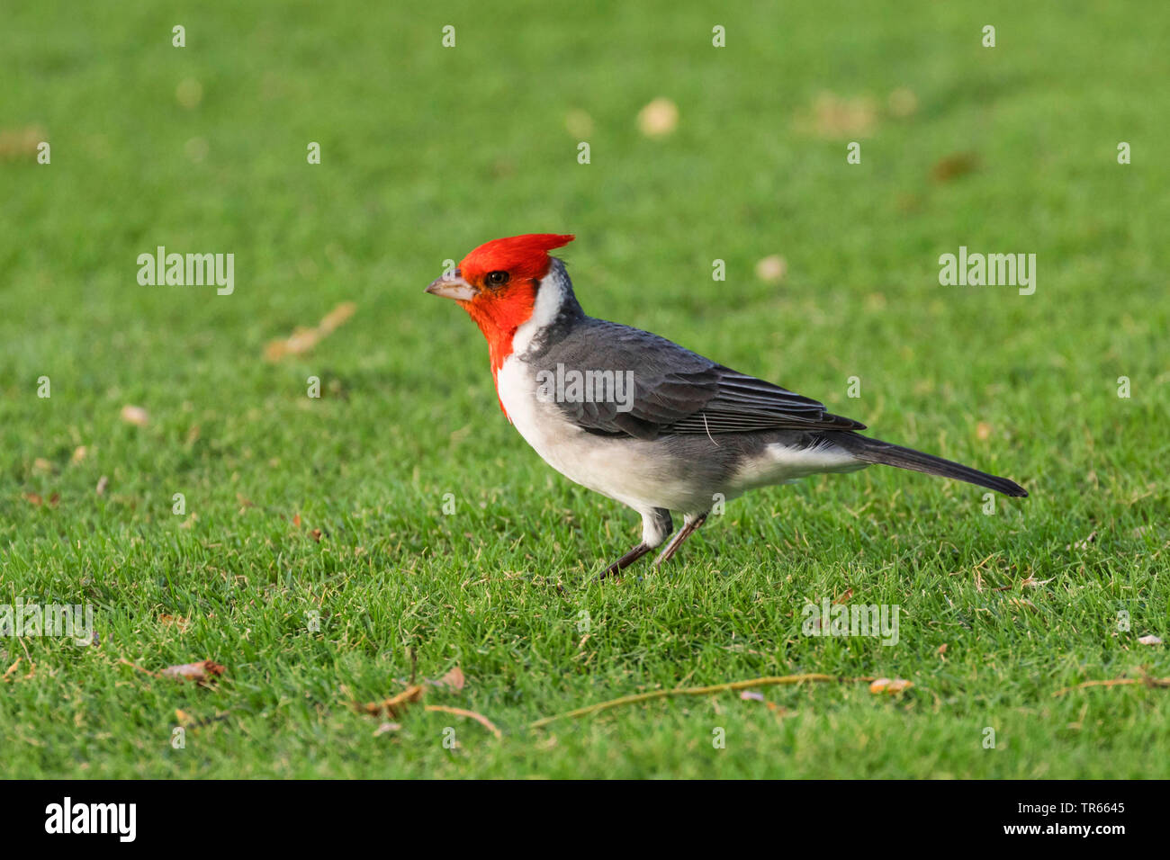 Animals on the course hi-res stock photography and images - Alamy