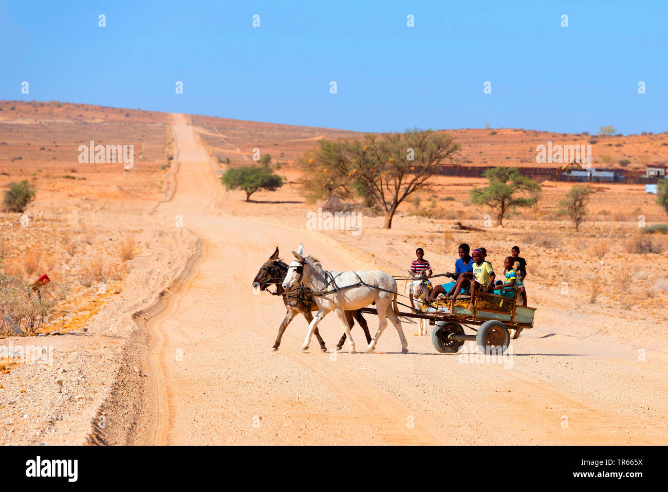 Donkey carts south africa hi-res stock photography and images - Alamy