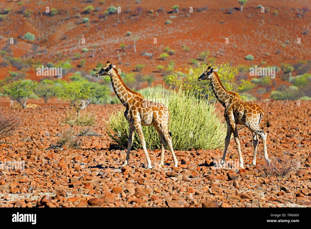 giraffe (Giraffa camelopardalis), two giraffes in the rocky desert ...
