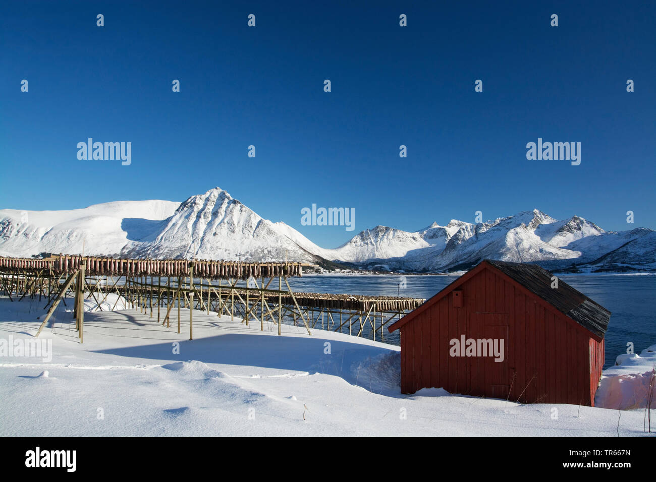 Fish drying on frame hi-res stock photography and images - Alamy