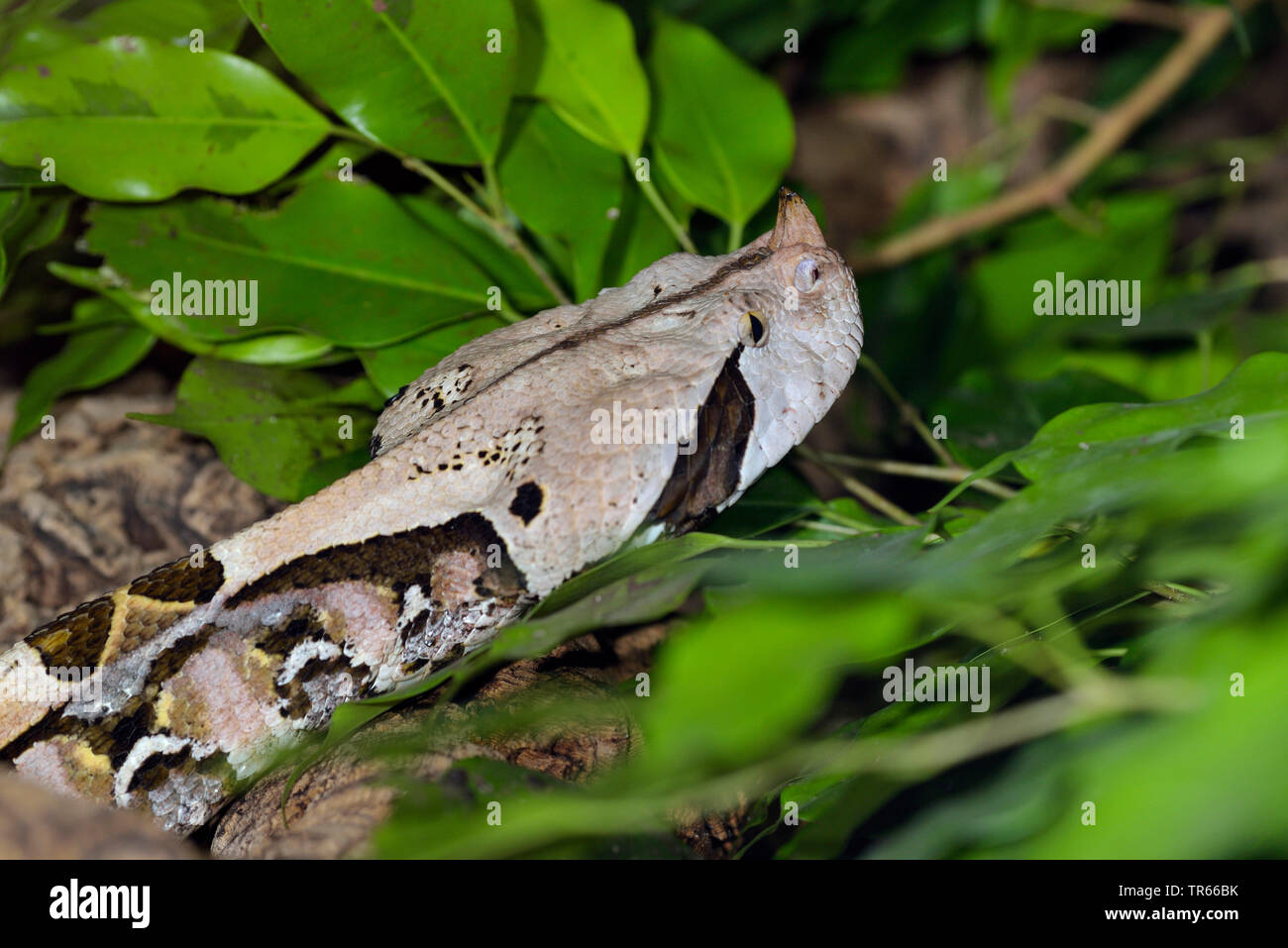 Western Gaboon viper (Bitis gabonica rhinoceros, Bitis rhinoceros ...