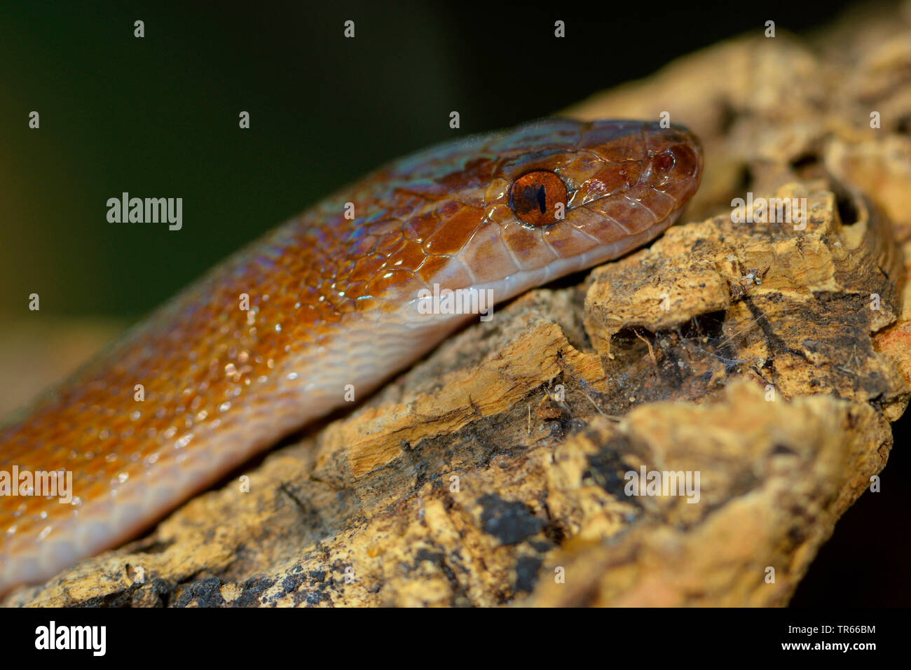 Brown house snake hi-res stock photography and images - Alamy
