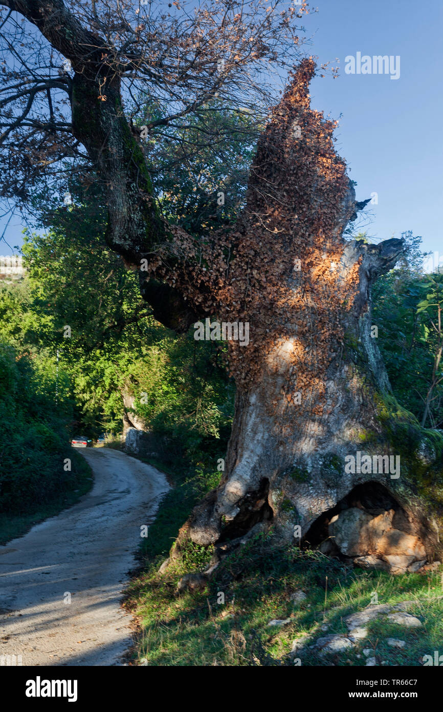 Downy Oak (Quercus pubescens), old oak tree of Sv. Petar, Croatia, Cres ...