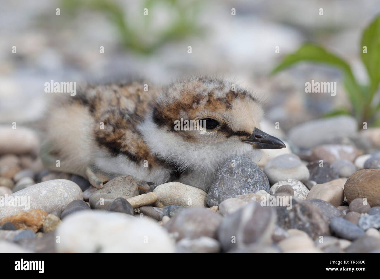Ringed plovers baby birds hi-res stock photography and images - Alamy