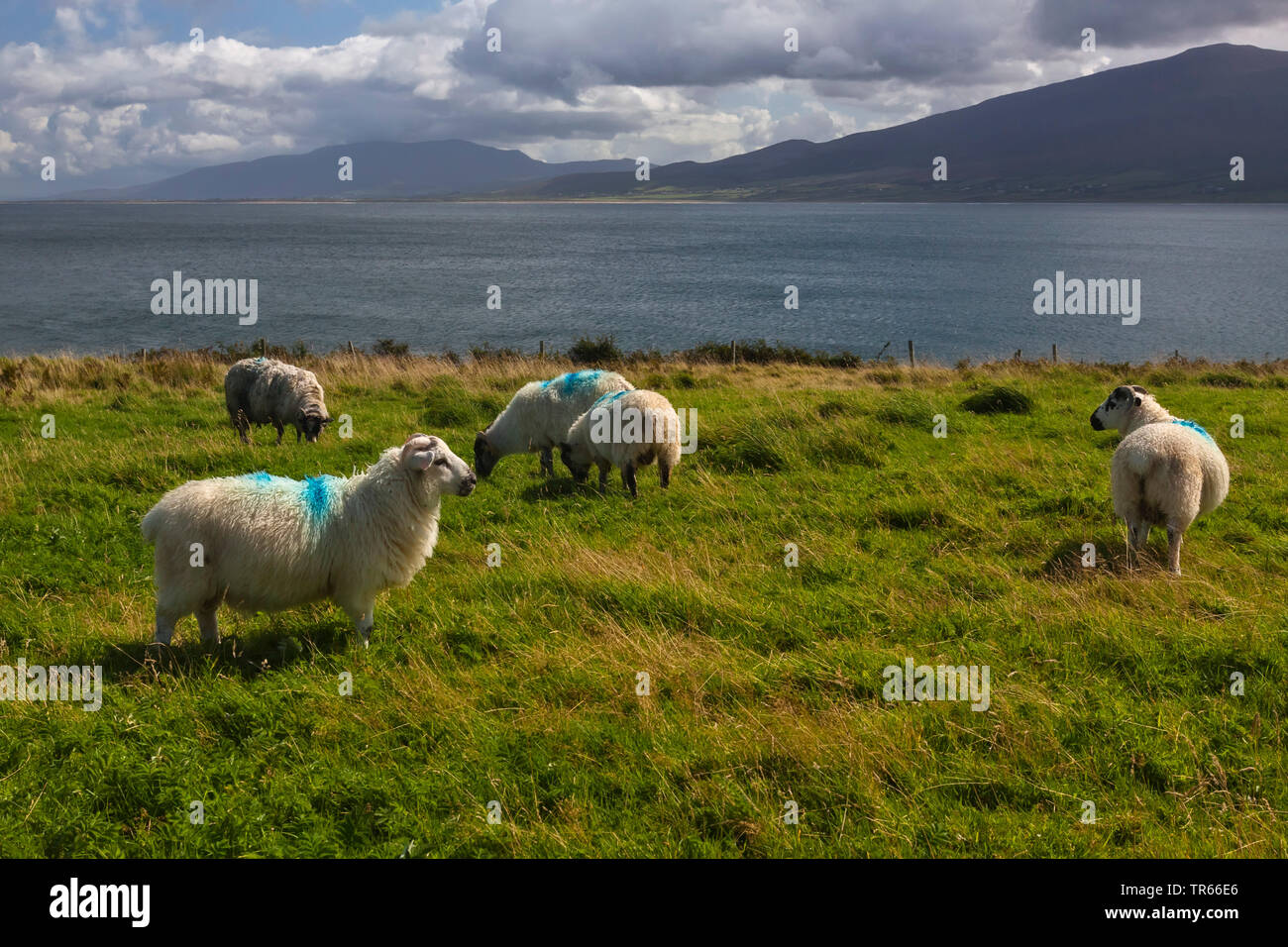 Sheep on a pasture at the coast, Ireland, Ring of Kerry, Dingle ...