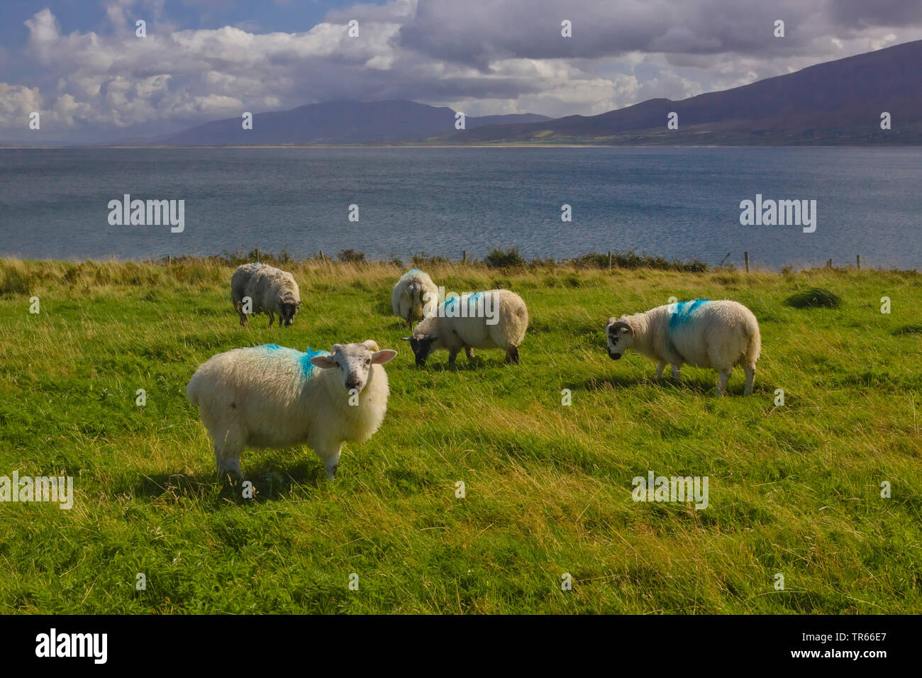 Sheep on a pasture at the coast, Ireland, Ring of Kerry, Dingle ...
