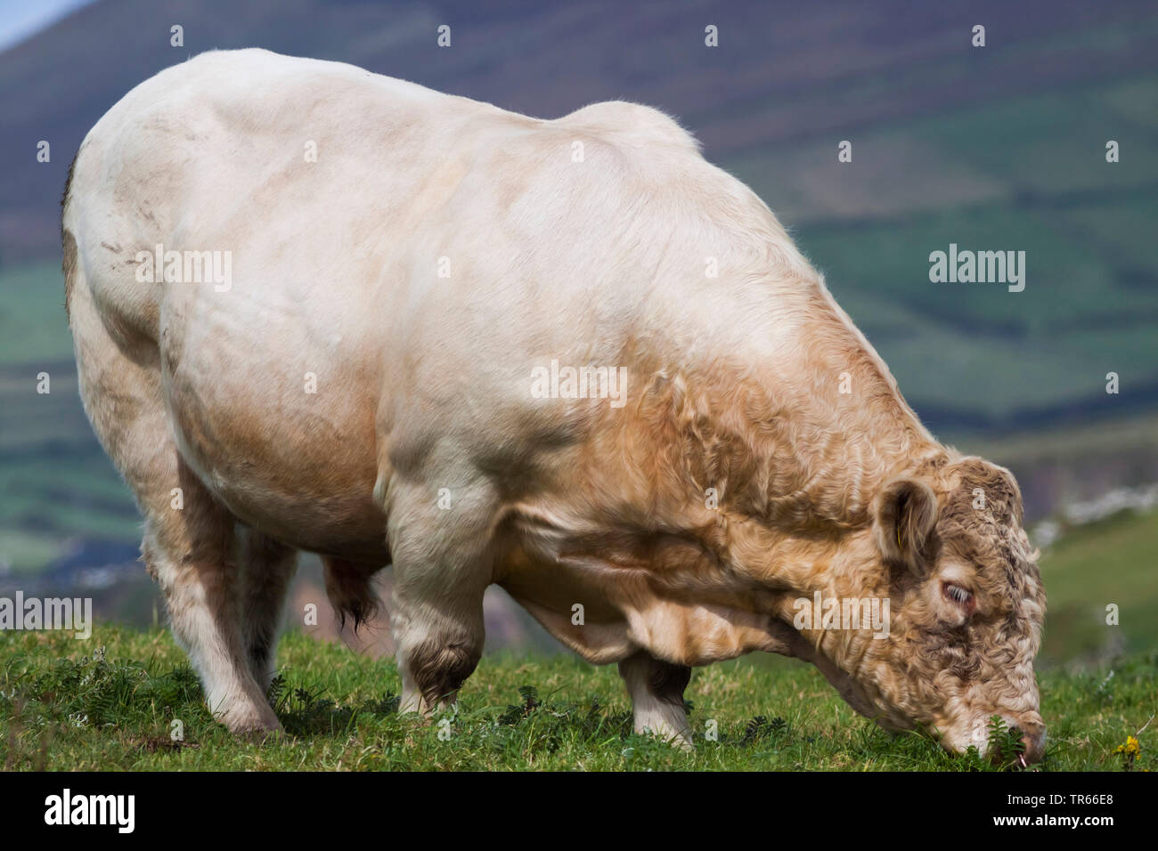 Cow bull ireland hi-res stock photography and images - Alamy