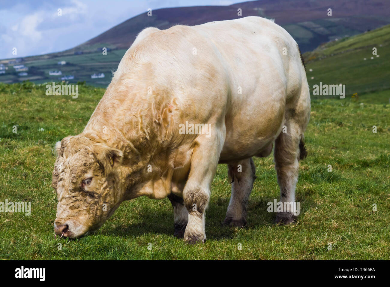 Grazing bull on a pasture, Ireland, Ring of Kerry, Dingle Peninsula ...