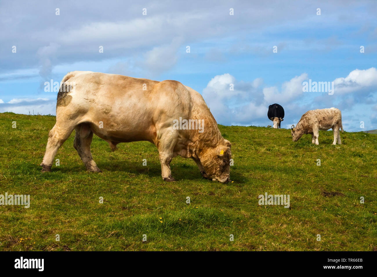 Grazing bull on a pasture, side view, Ireland, Ring of Kerry, Dingle ...