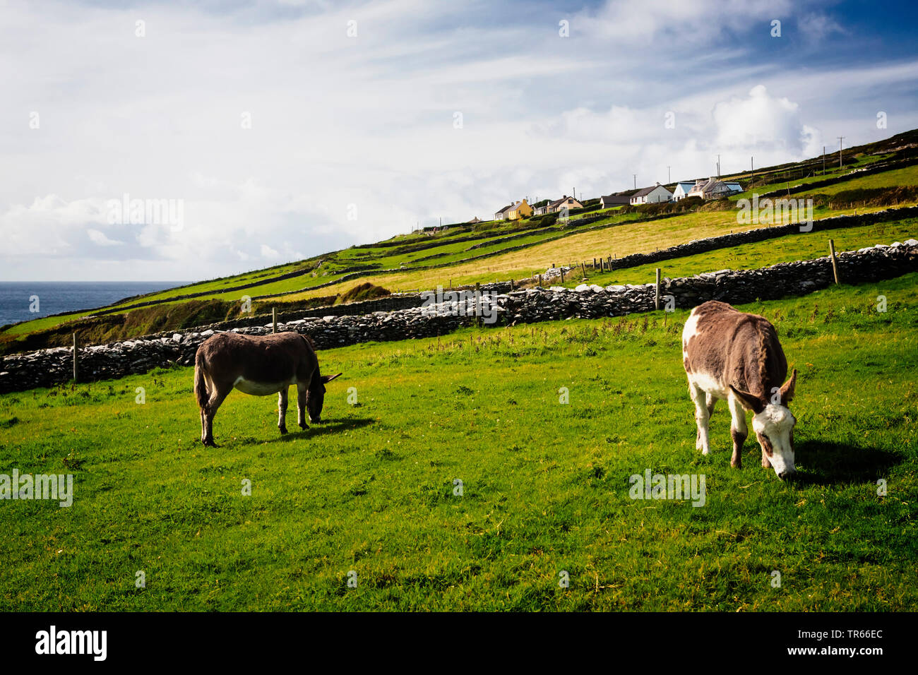 Domestic donkey (Equus asinus asinus), two grazing donkeys on a pasture ...